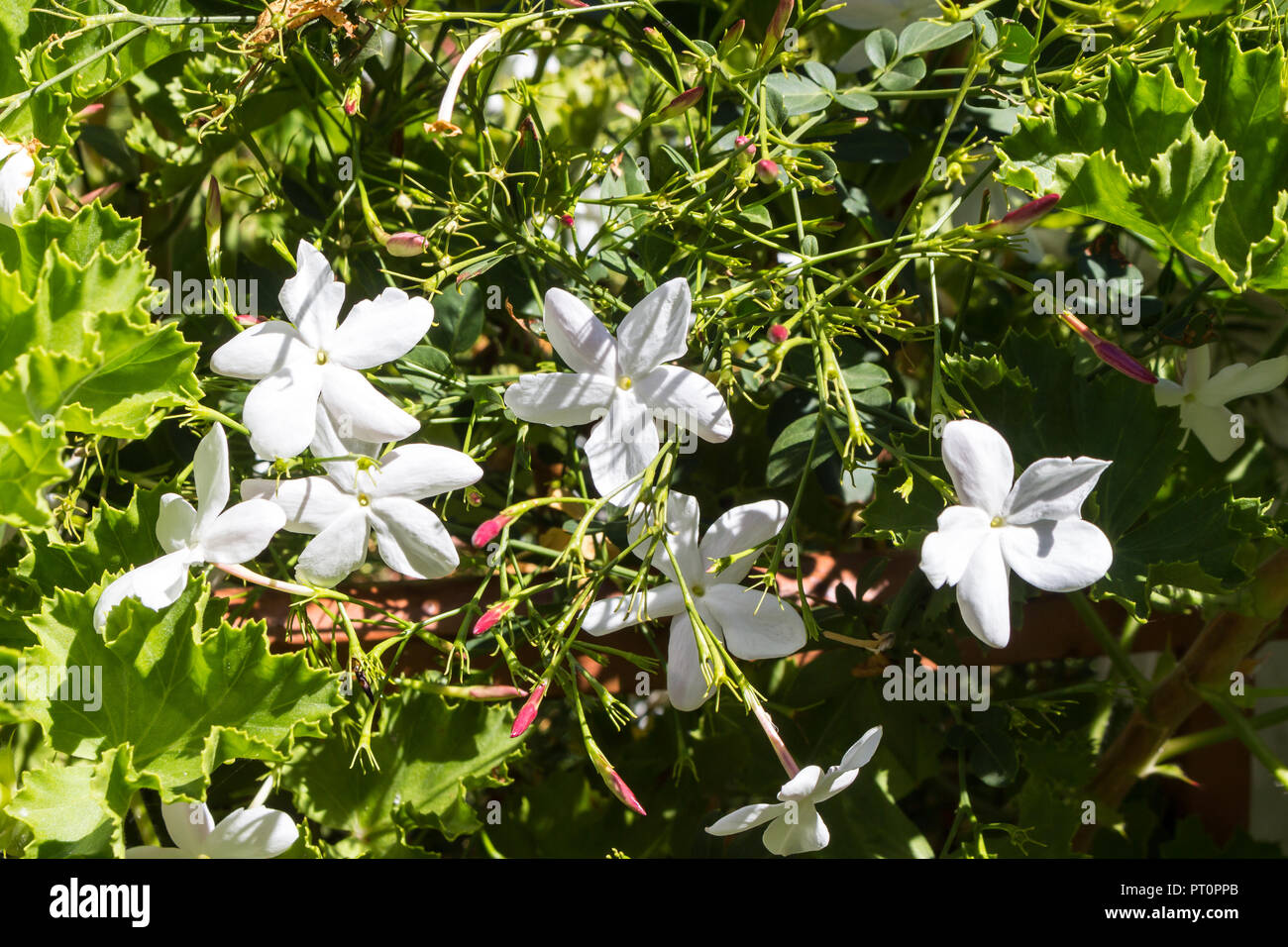 Rich bush of the jasmine in the garden with many scented white blooms ...