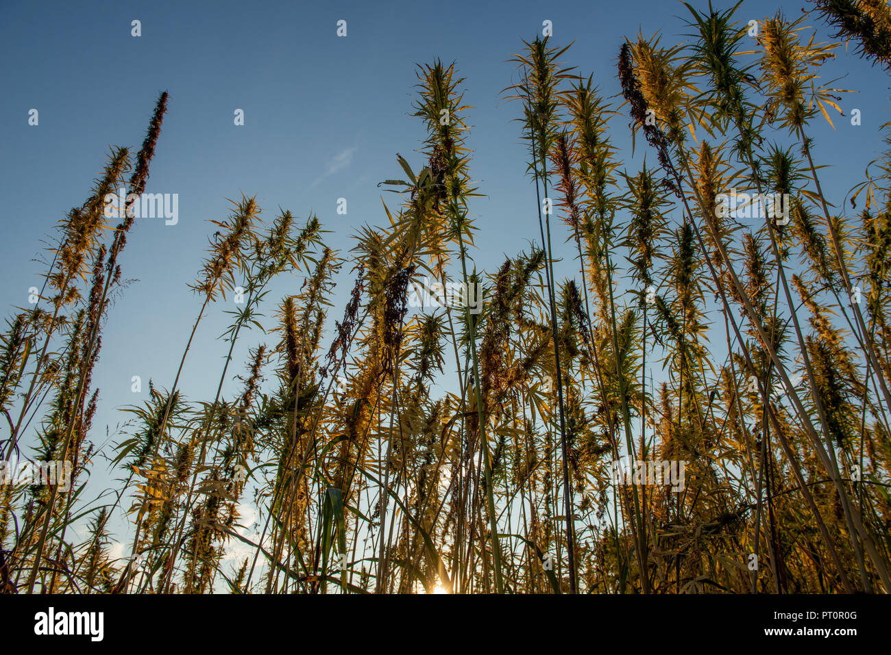 field cultivated with Indian hemp Stock Photo - Alamy