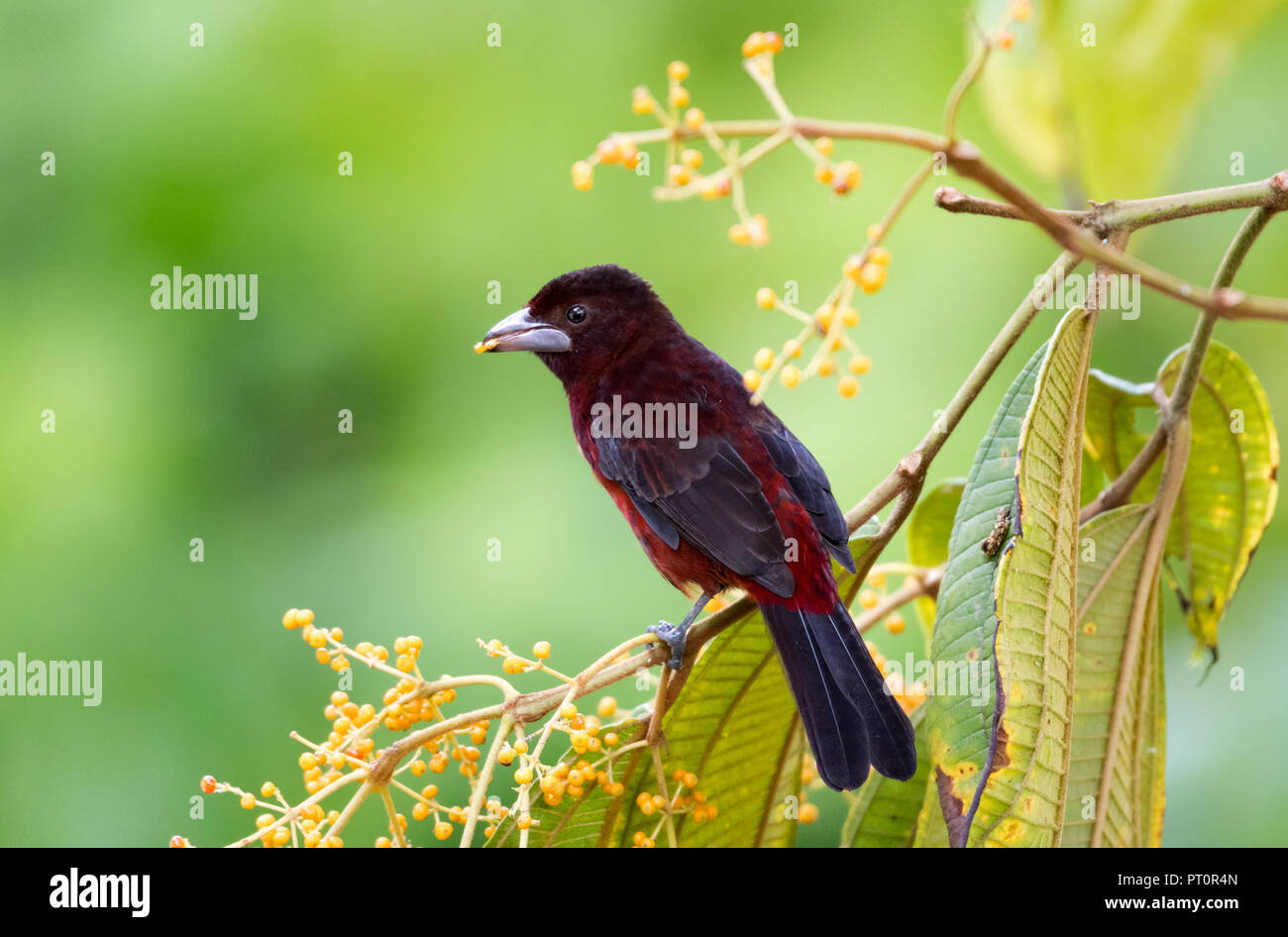 Silver-beaked tanager eating berries from a tree with a smooth green ...