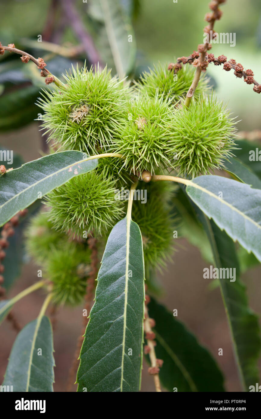 English sweet chestnut tree leaf hi-res stock photography and images ...