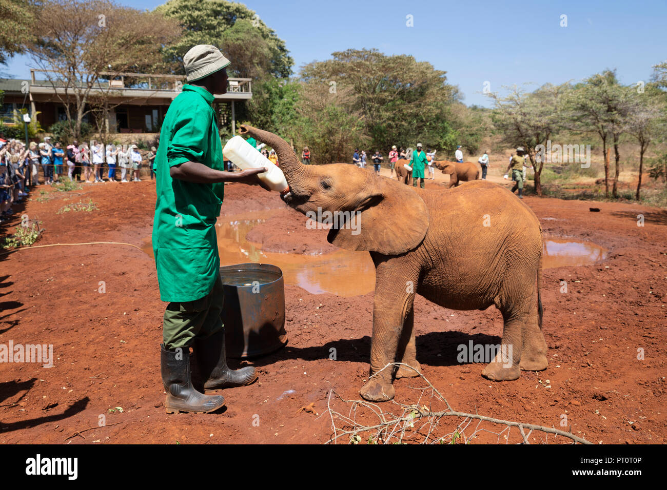 Orphaned Rhino High Resolution Stock Photography and Images - Alamy