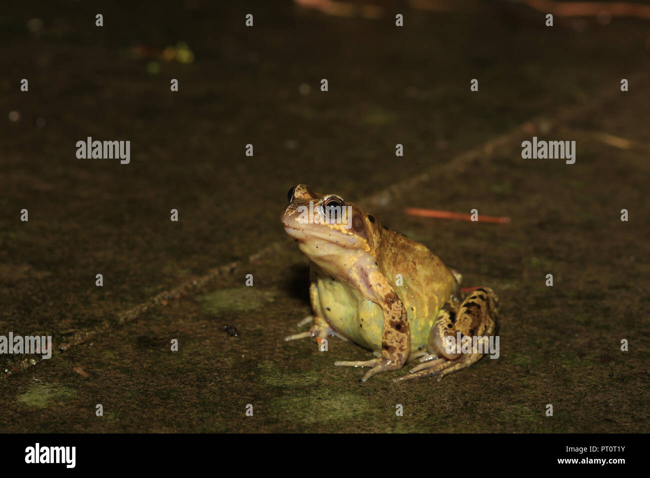 Common rain frog hi-res stock photography and images - Alamy