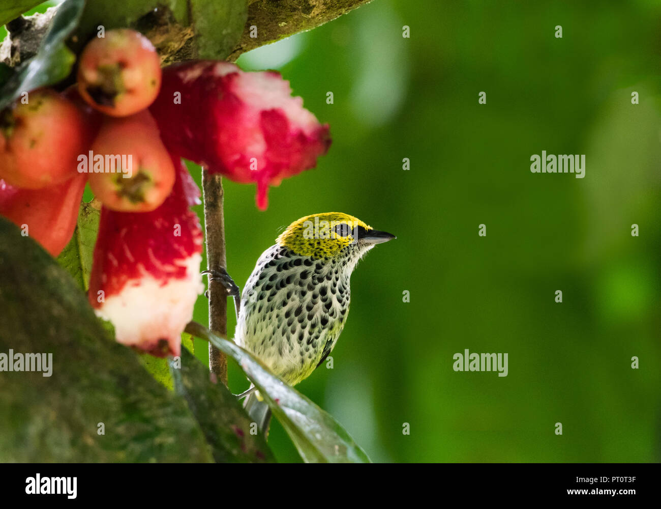 Pretty, exotic Speckled Tanager perching in a tropical fruit tree ...