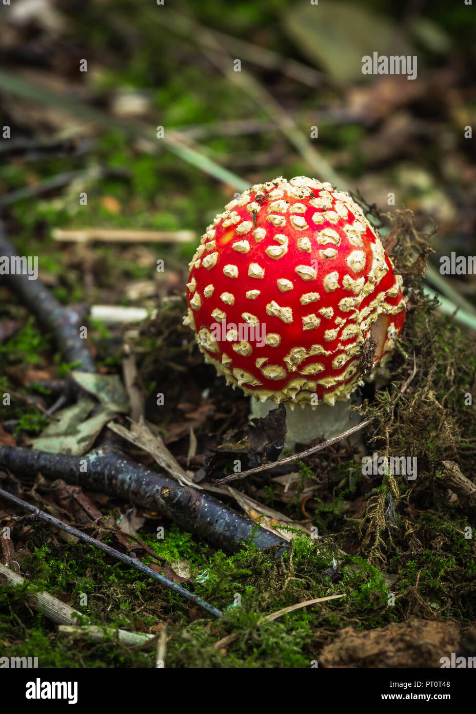 Commonly Known As Silver Birch High Resolution Stock Photography and ...