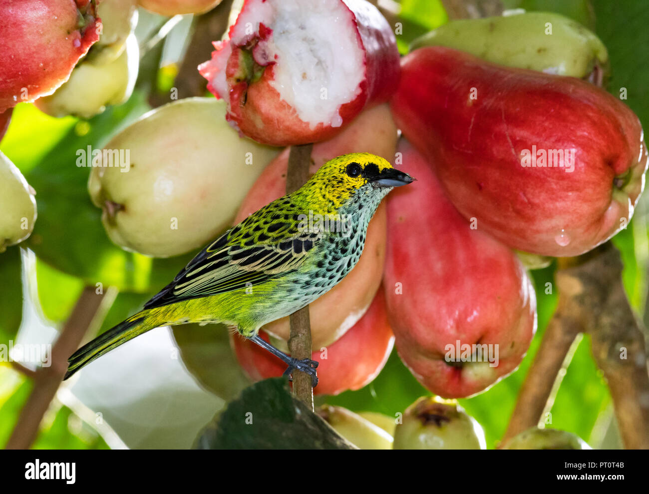 Pretty, exotic Speckled Tanager perching in a tropical fruit tree ...