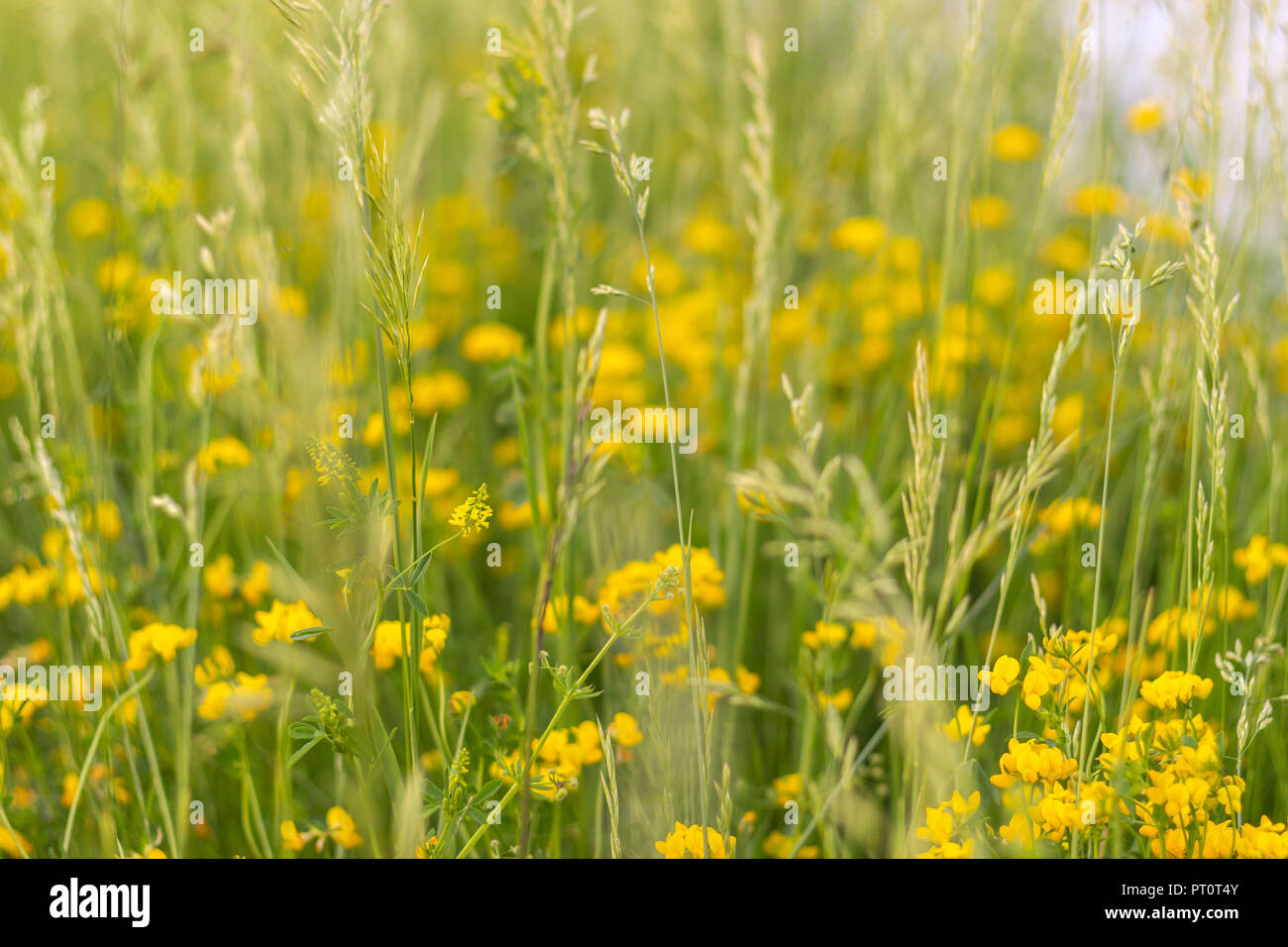 Yellow Bean Flower Stock Photo - Alamy