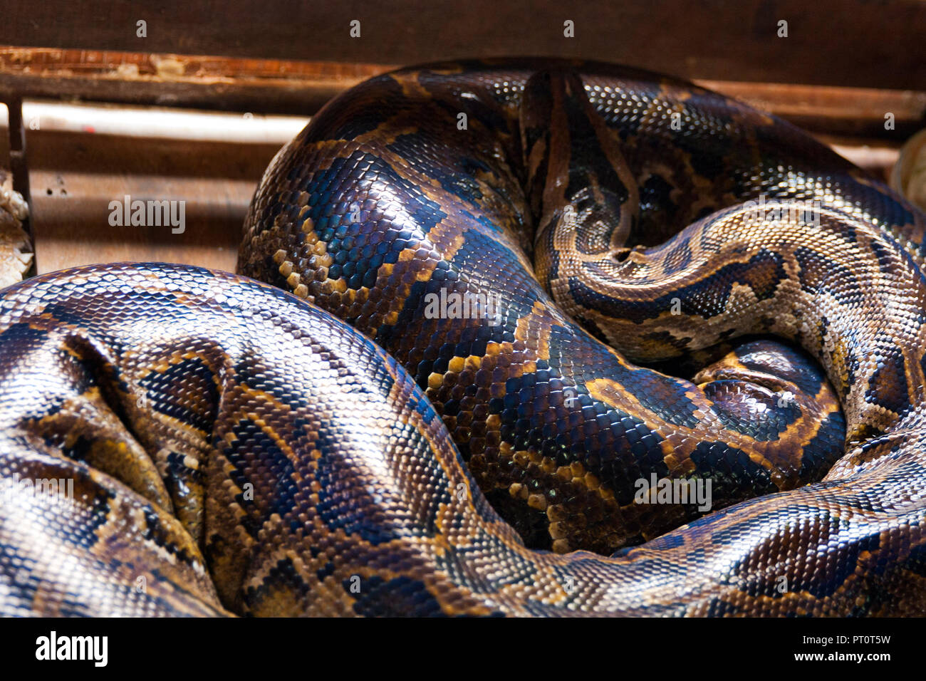 Sleep snake hi-res stock photography and images - Alamy