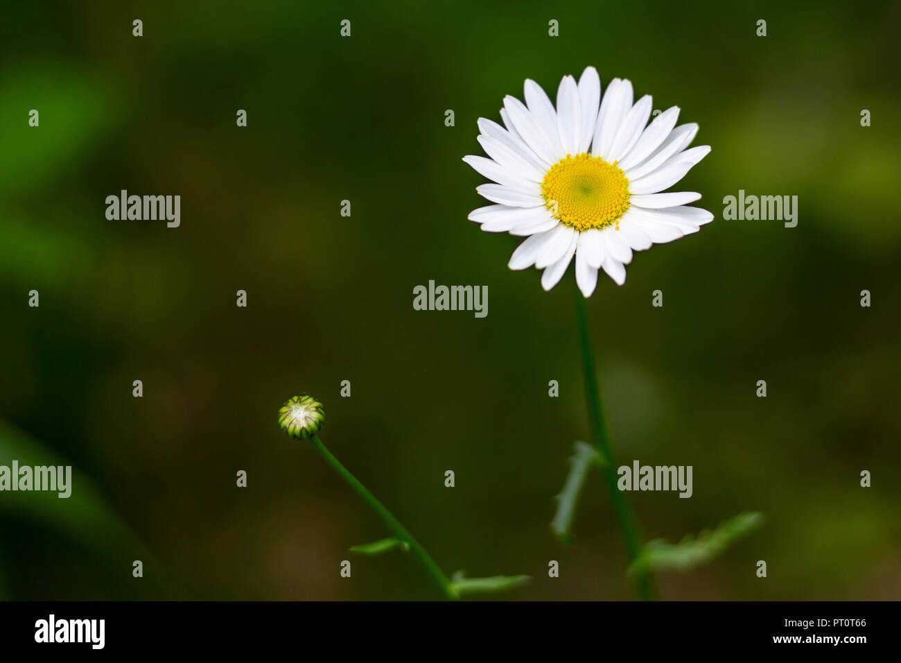 Daisy game hi-res stock photography and images - Alamy