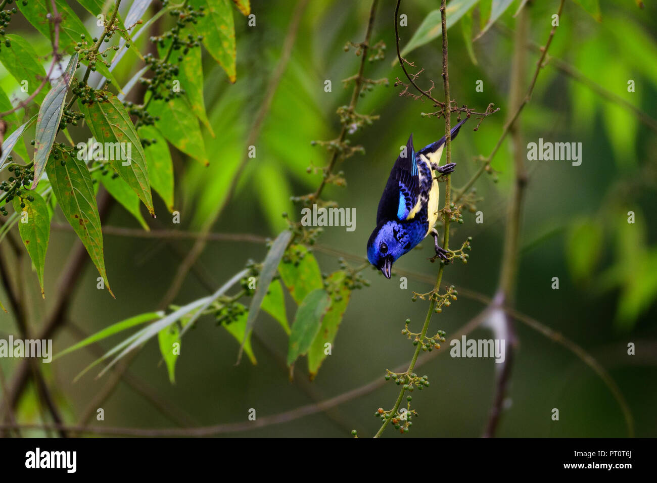 Turquoise Tanager hanging from the branches of a tree foraging for ...