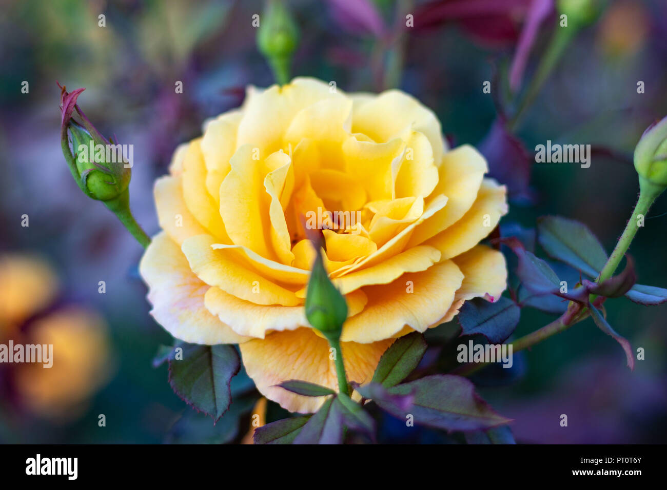 Yellow Rose with buds Stock Photo - Alamy