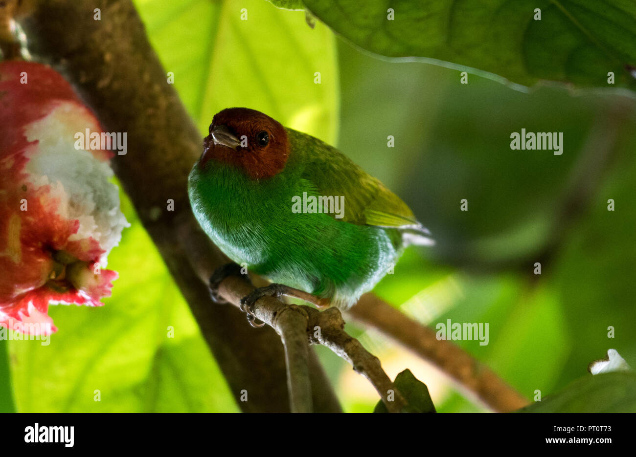 Colorful Bay-headed Tanager perching on a branch in a tropical fruit ...
