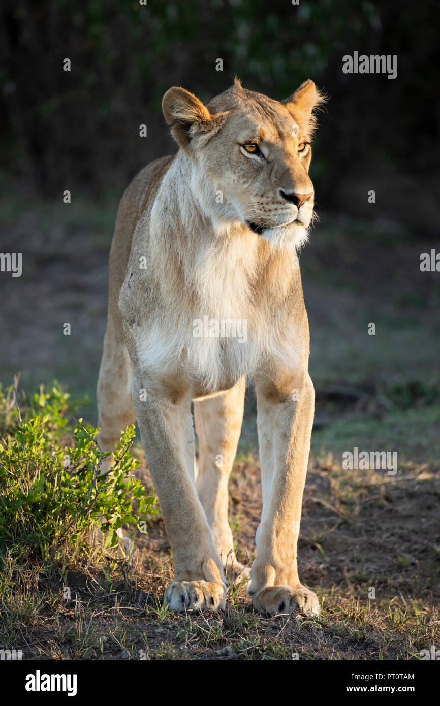 Lioness standing hi-res stock photography and images - Alamy