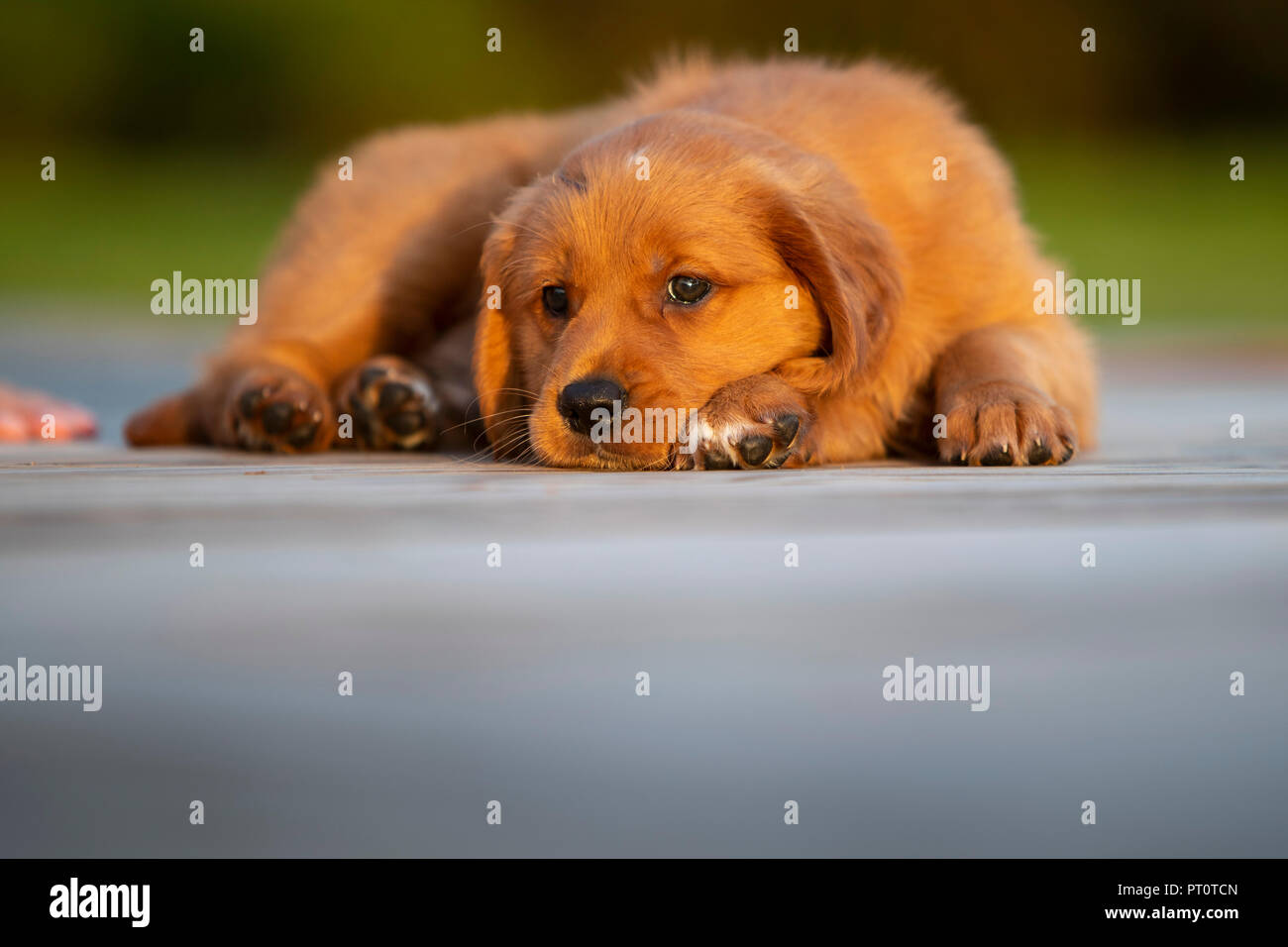 A golden retriever puppy resting on a deck Stock Photo - Alamy