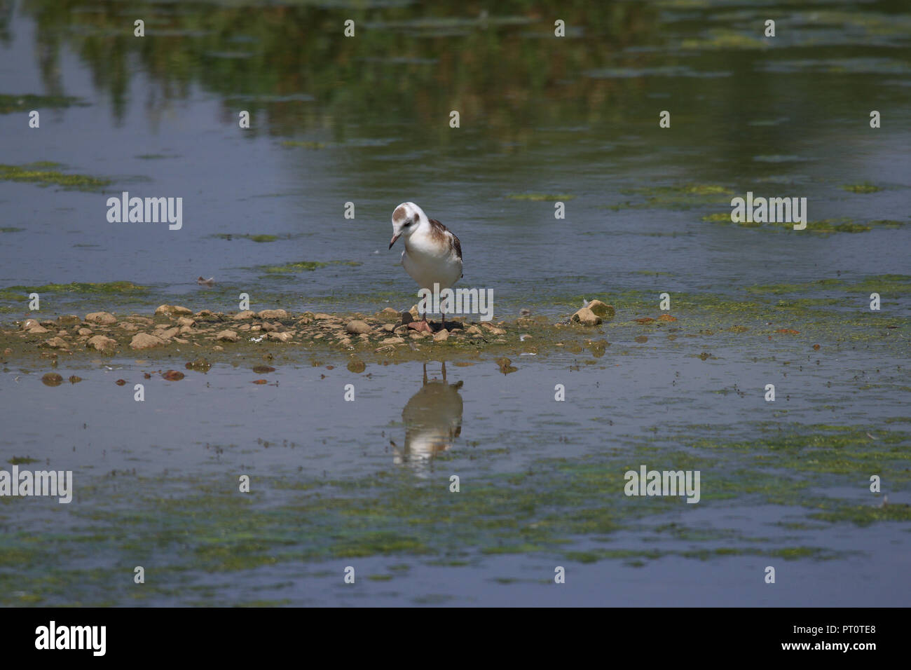Seagull looking at reflection in shallow water Stock Photo - Alamy