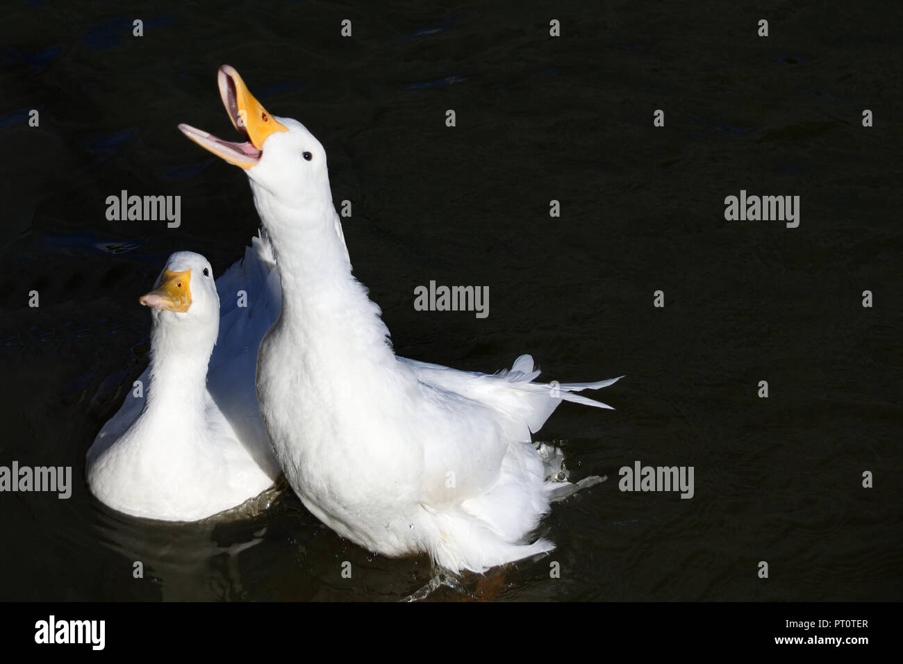 Domestic duck stretching hi-res stock photography and images - Alamy