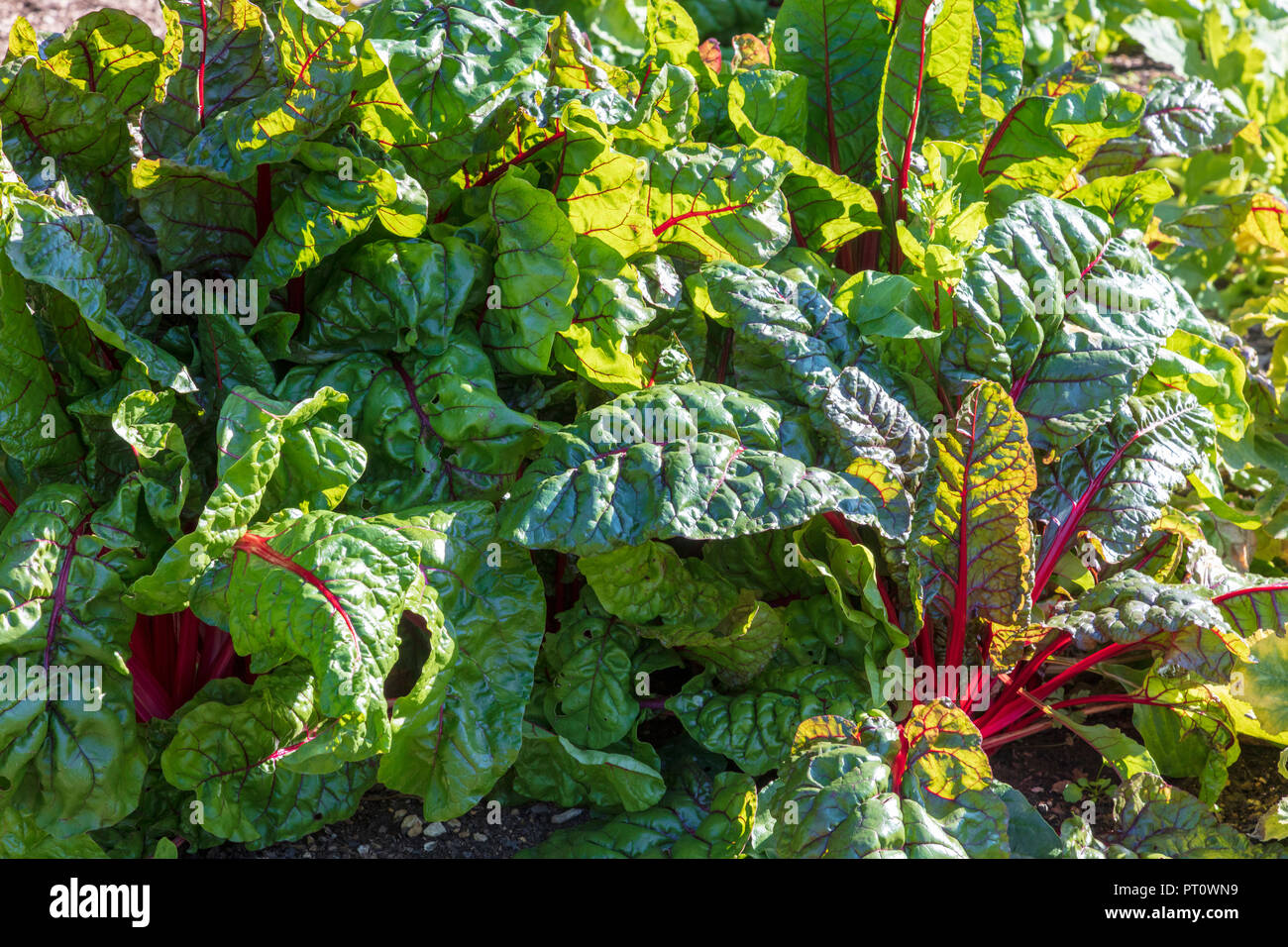 Yellow chard hi-res stock photography and images - Alamy