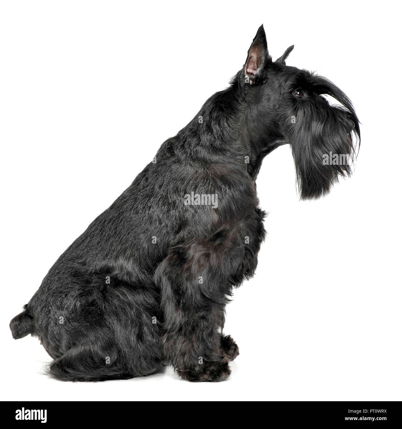 Miniature Schnauzer Sitting High Resolution Stock Photography and ...