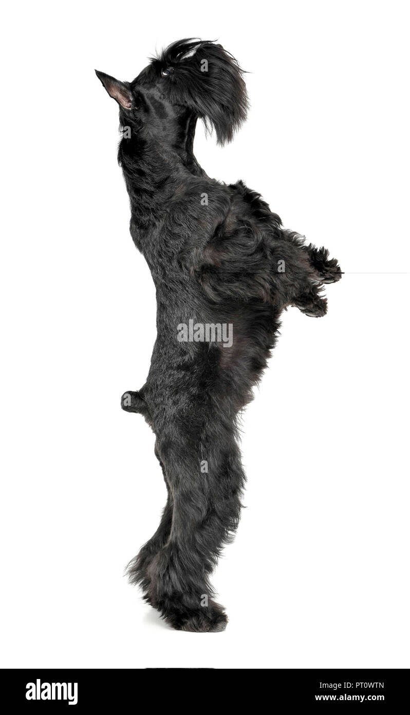 Miniature Schnauzer standing in two legs in a white photo studio Stock ...