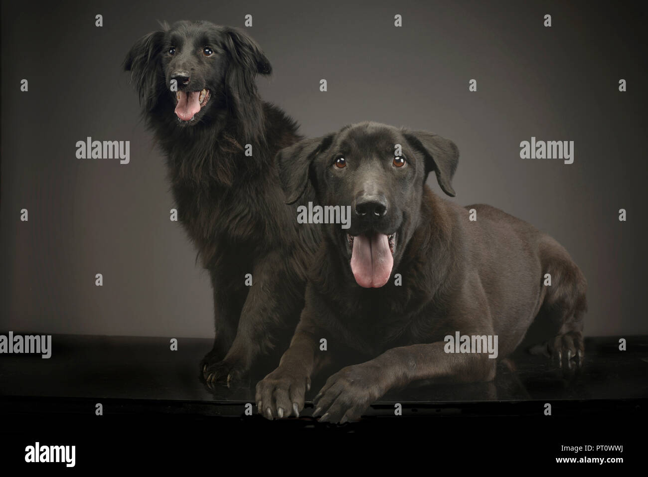 mixed breed black dogs relaxing in a dark photo studio Stock Photo - Alamy