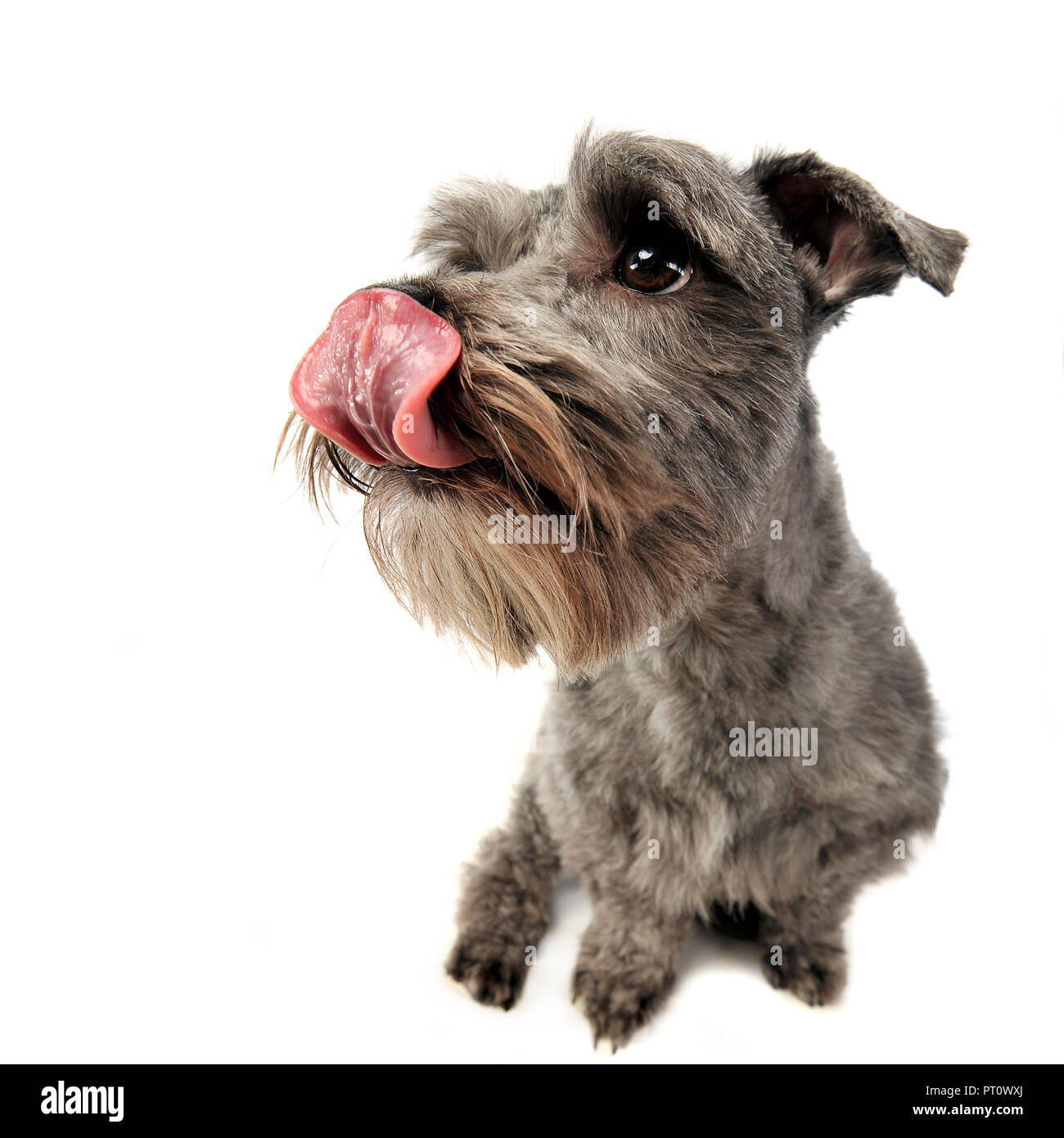 Mixed breed gray cute dog in a white studio background Stock Photo - Alamy