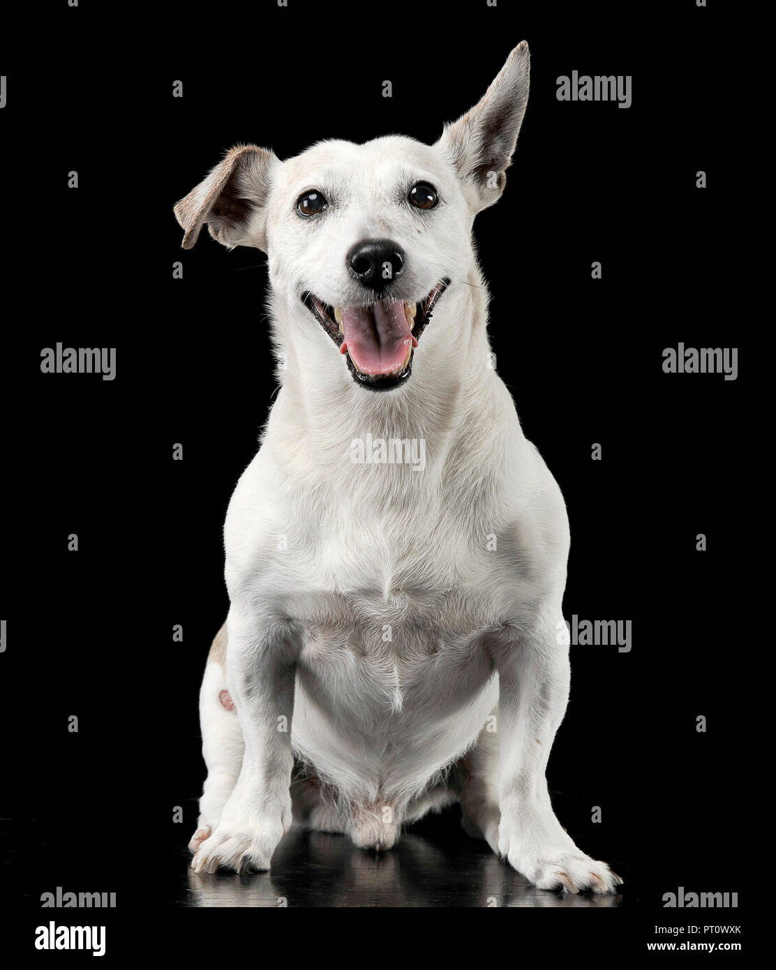 Funny ears dog hi-res stock photography and images - Alamy