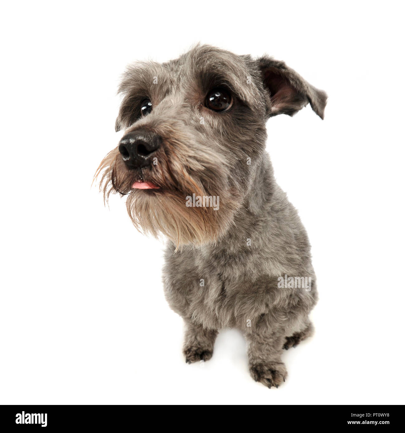Mixed breed gray cute dog sitting in a white studio background Stock ...