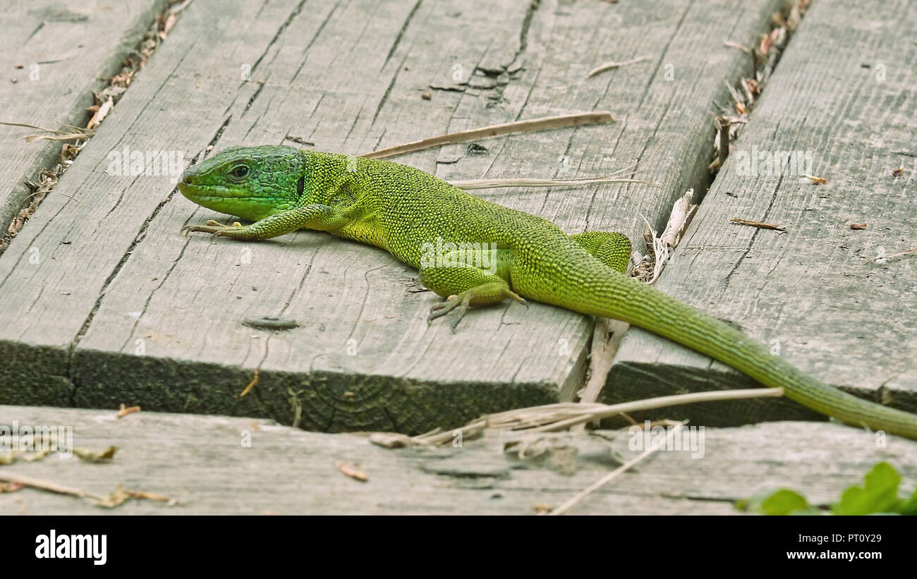Hibernating Lizard High Resolution Stock Photography and Images - Alamy