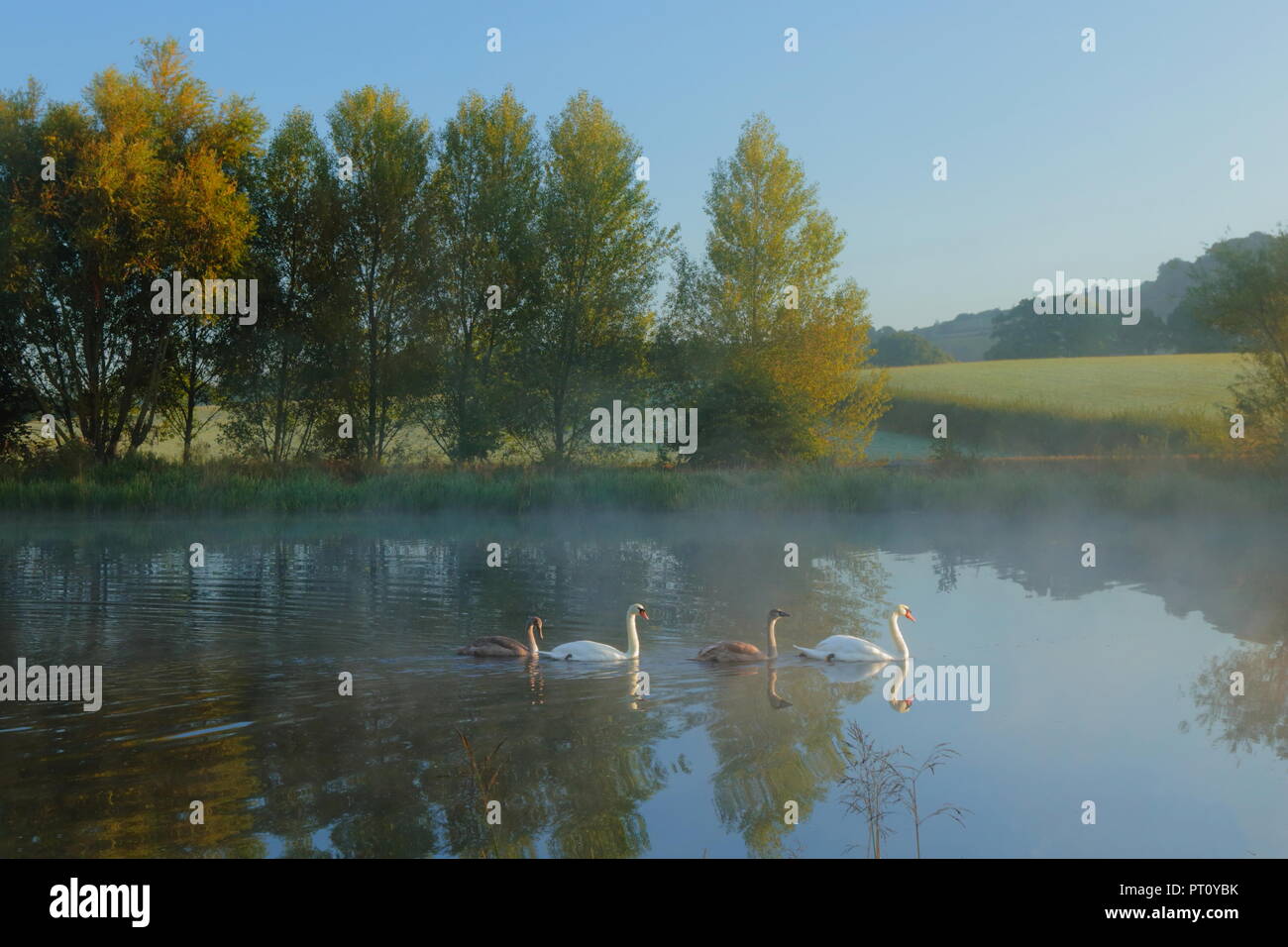 Misty morning over the lake in nature reserve in Devon Stock Photo - Alamy
