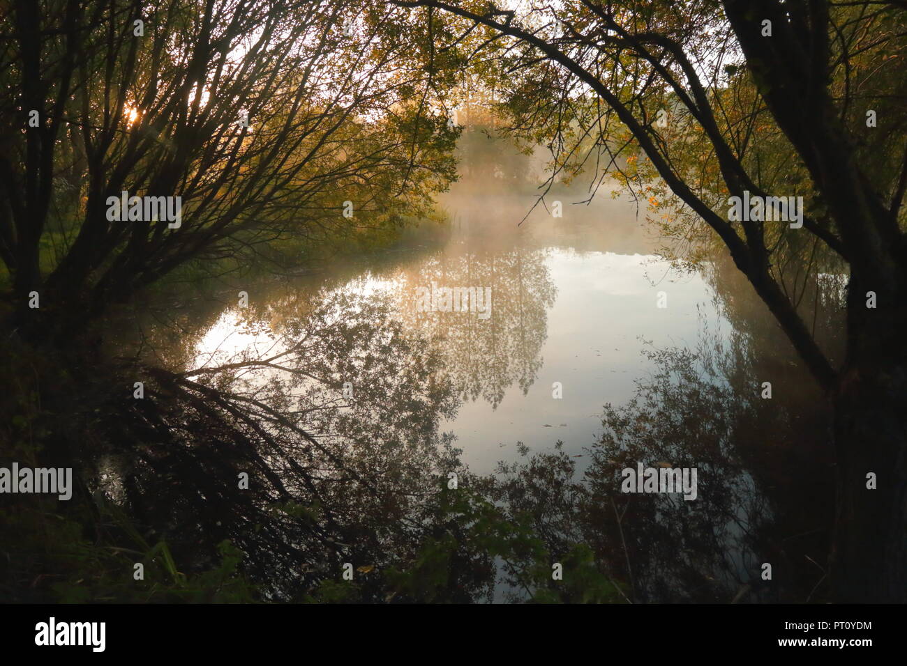 Misty morning over the lake in nature reserve in Devon Stock Photo - Alamy