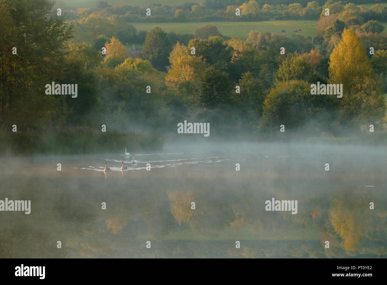 Misty morning over the lake in nature reserve in Devon Stock Photo - Alamy