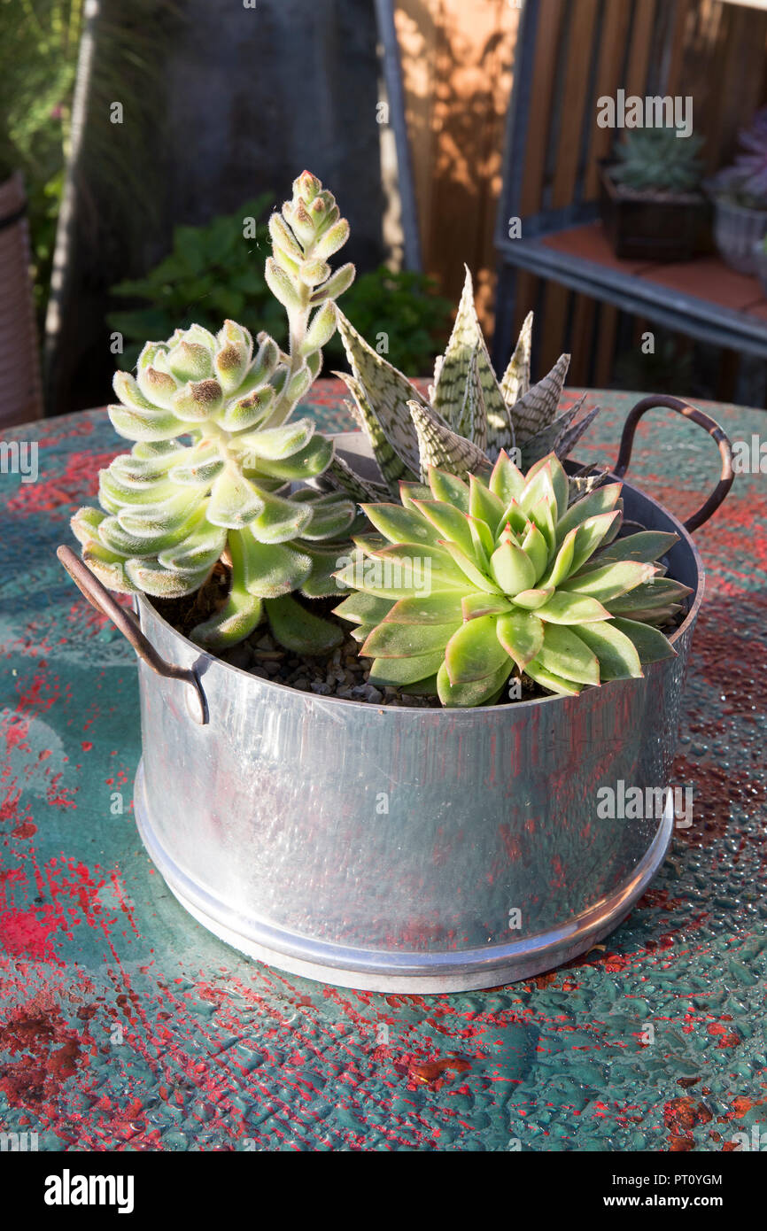 Mixed pot plants hi-res stock photography and images - Alamy