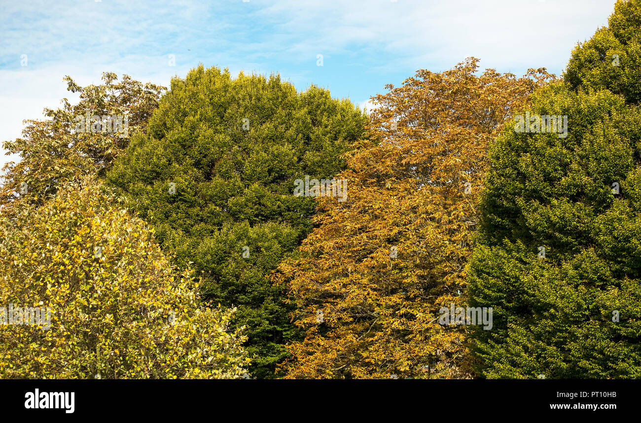 Different colour trees hi-res stock photography and images - Alamy