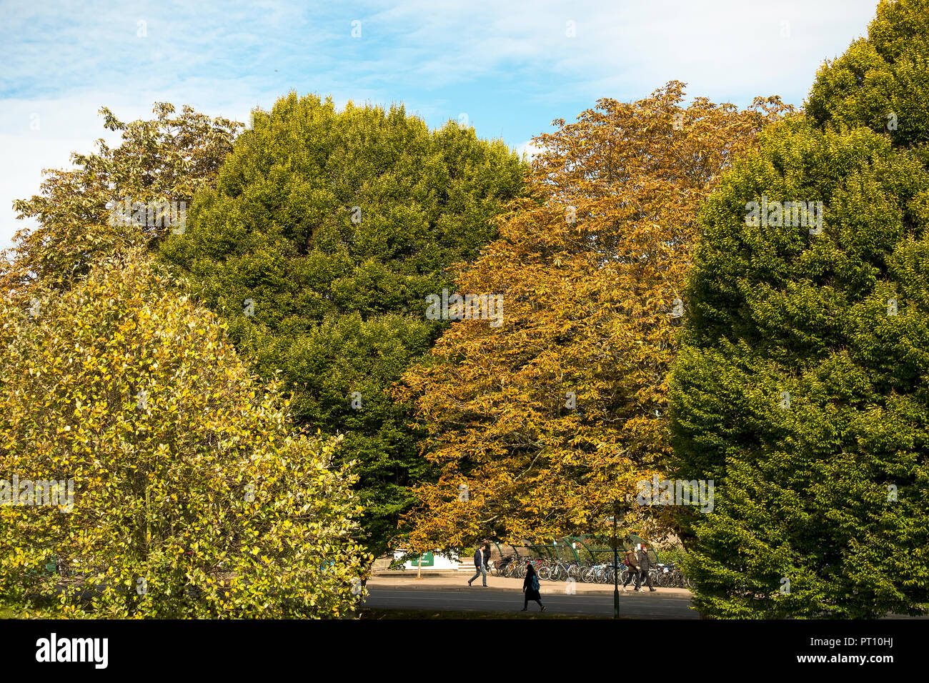 Different types of tree changing colour in Autumn Stock Photo - Alamy