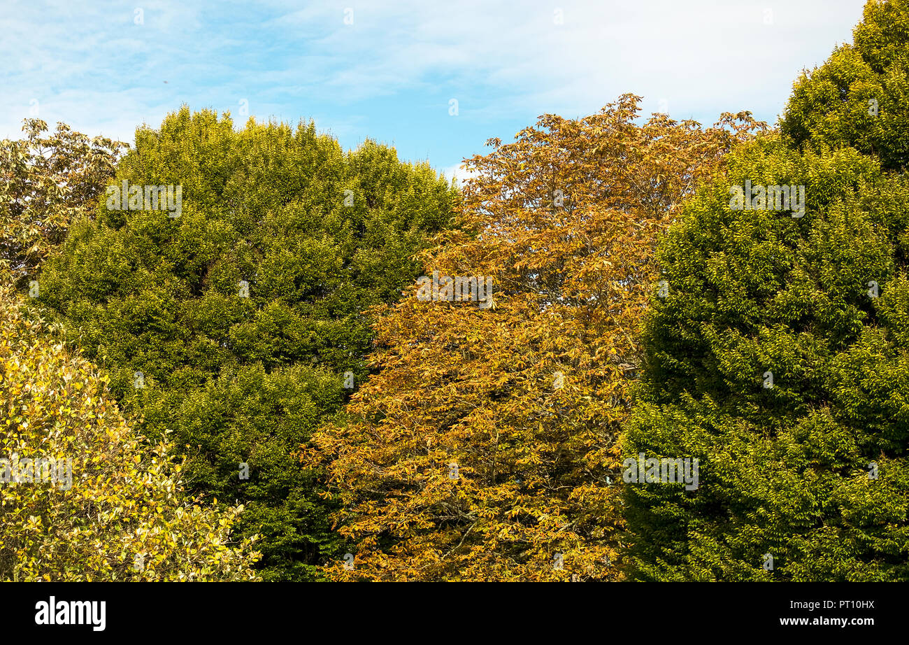 Different types of tree hi-res stock photography and images - Alamy