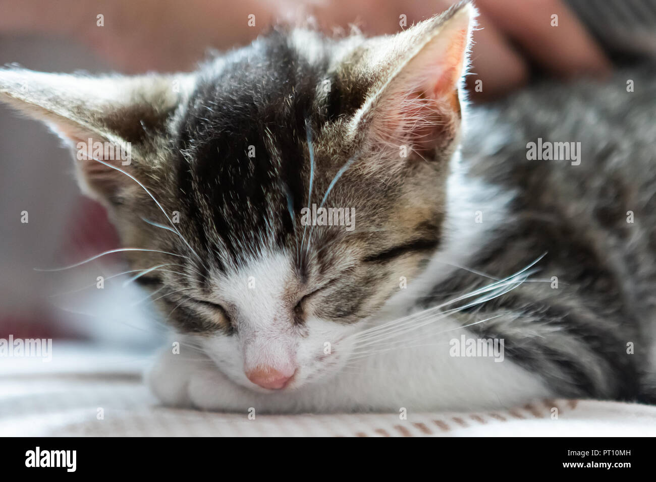 A cute little kitten sleeping Stock Photo - Alamy