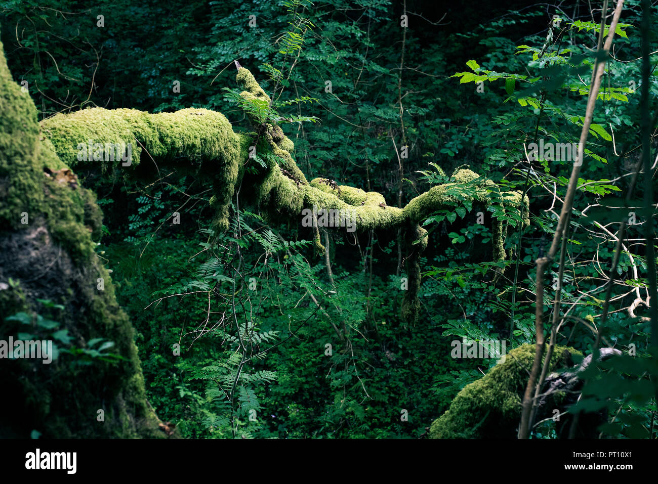 Moss covered Branch Stock Photo - Alamy