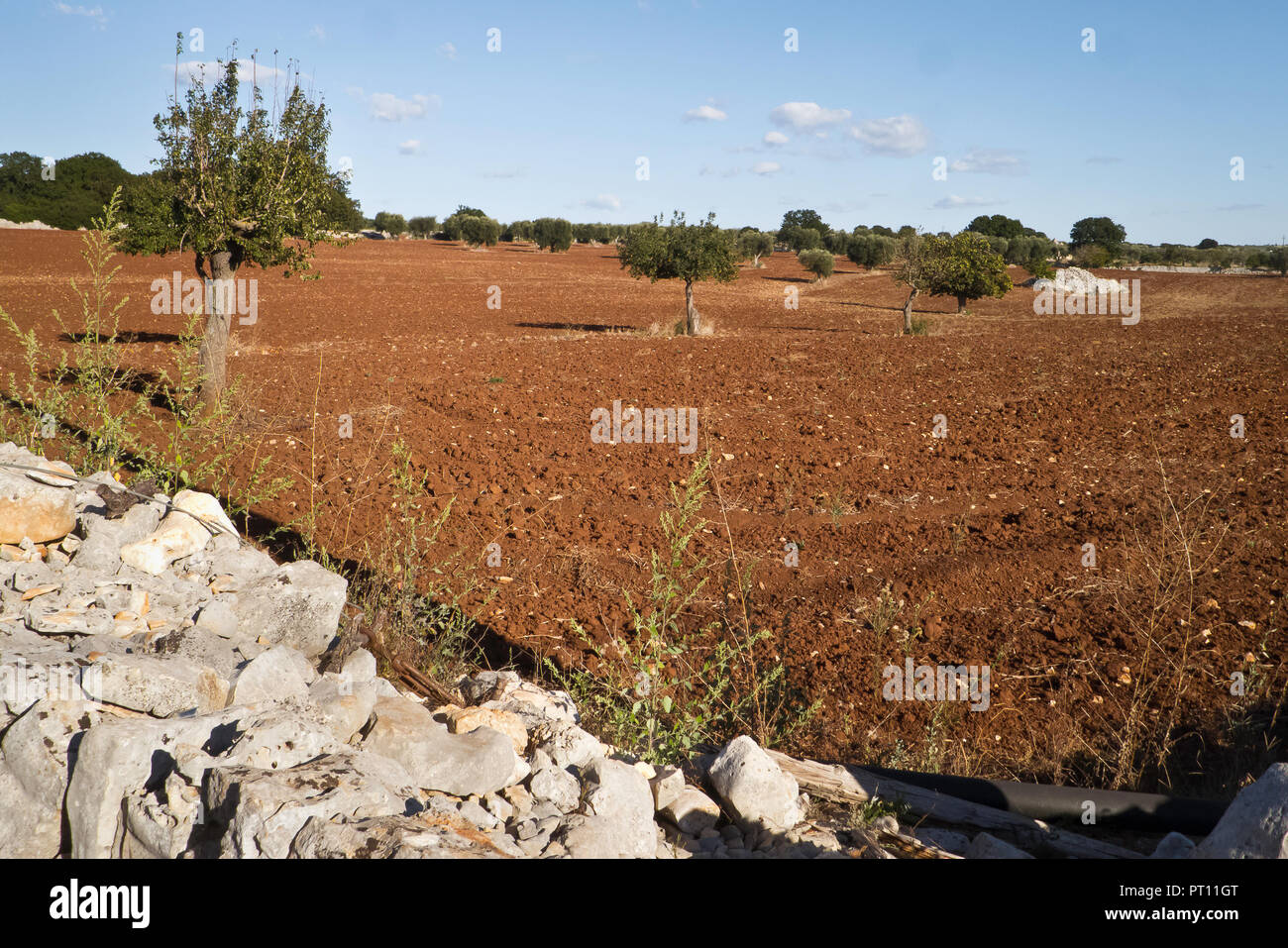 Farmland on the Hills of Puglia in the sunset light Stock Photo - Alamy