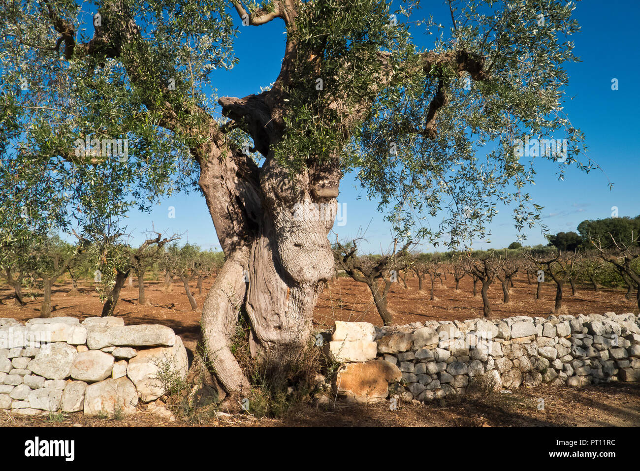 olive tree with field of almond trees in background,in sunny autumn in ...