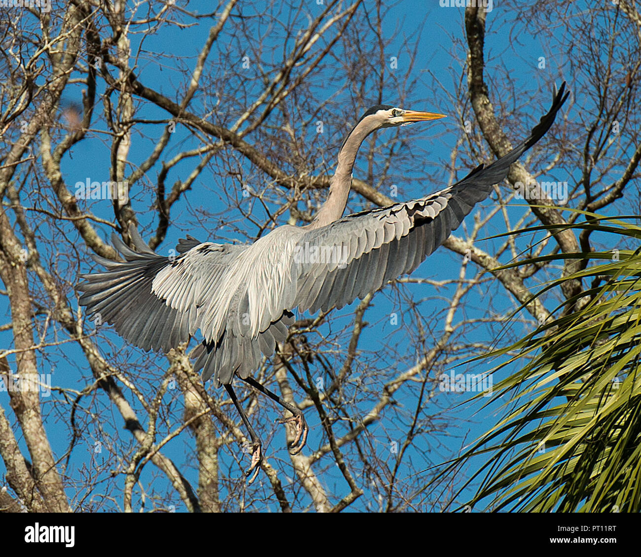Blue Heron bird landing on a branch with blue sky in its environment ...
