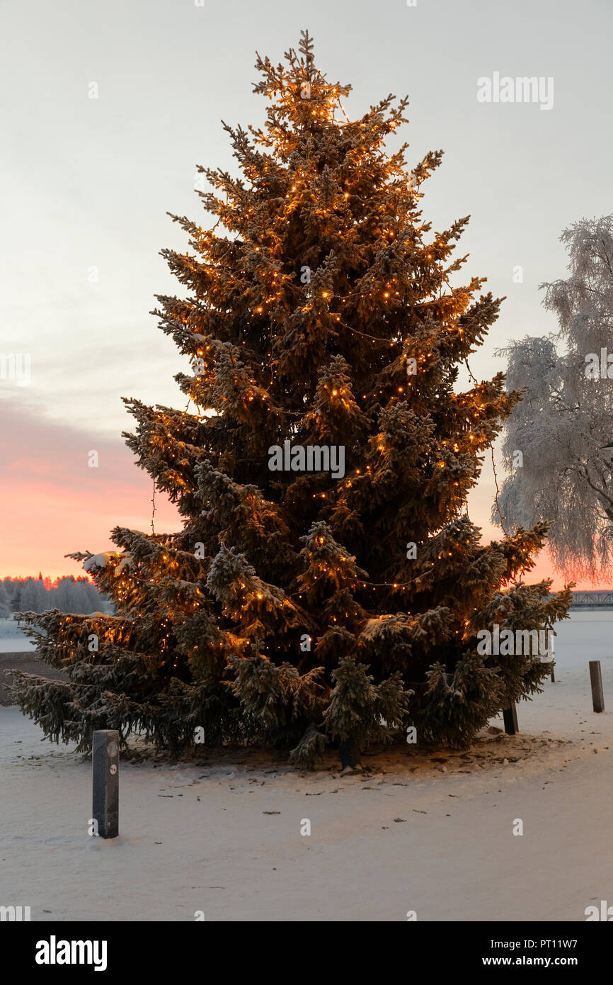 Beautiful Lapland Sunrise with Christmas tree in front in Rovaniemi ...