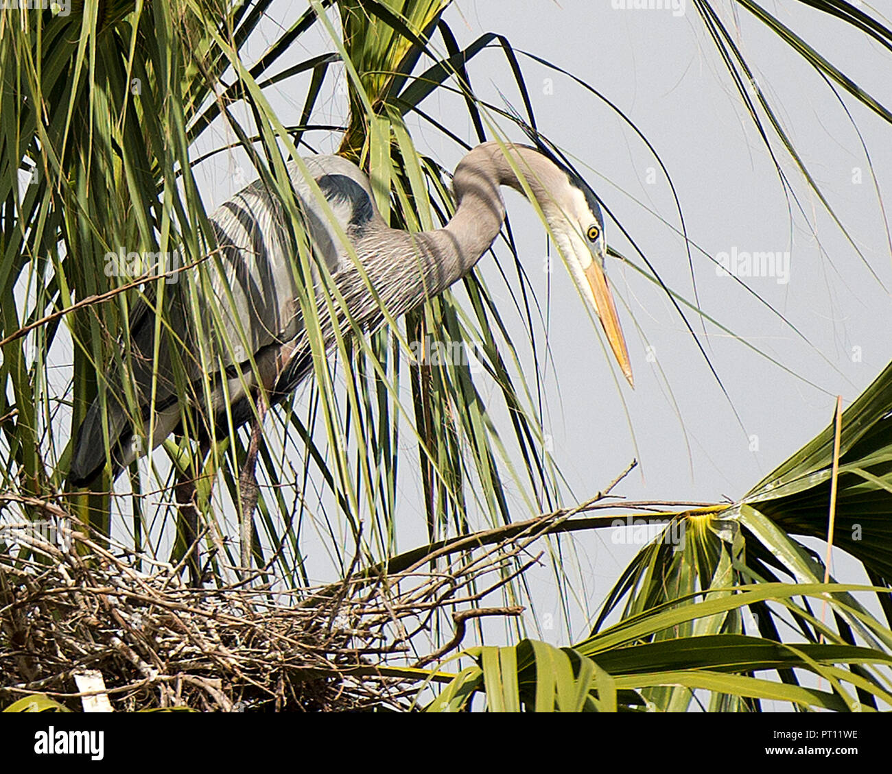 Blue Heron bird building its nest Stock Photo - Alamy