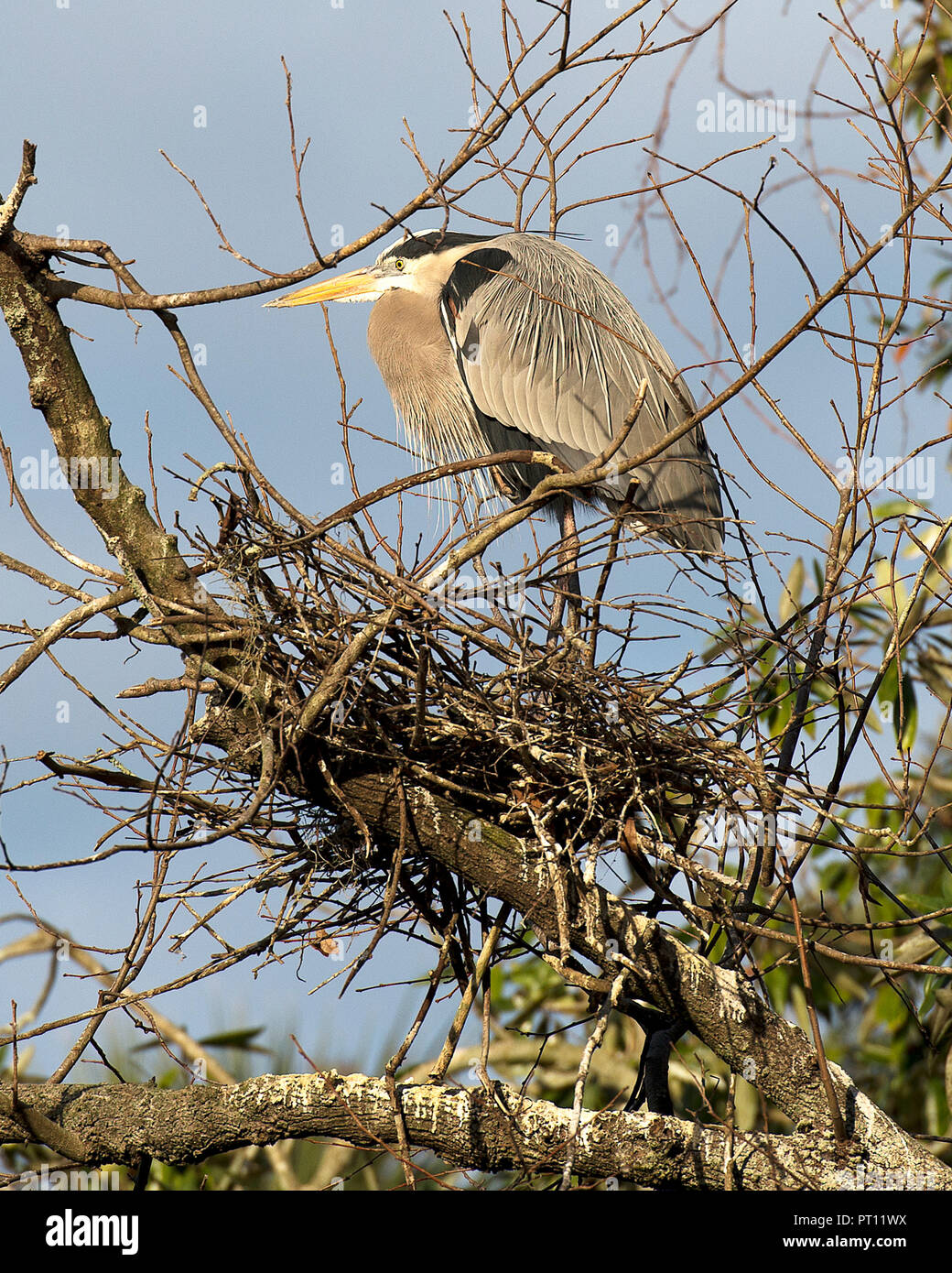 Blue Heron bird building its nest Stock Photo - Alamy