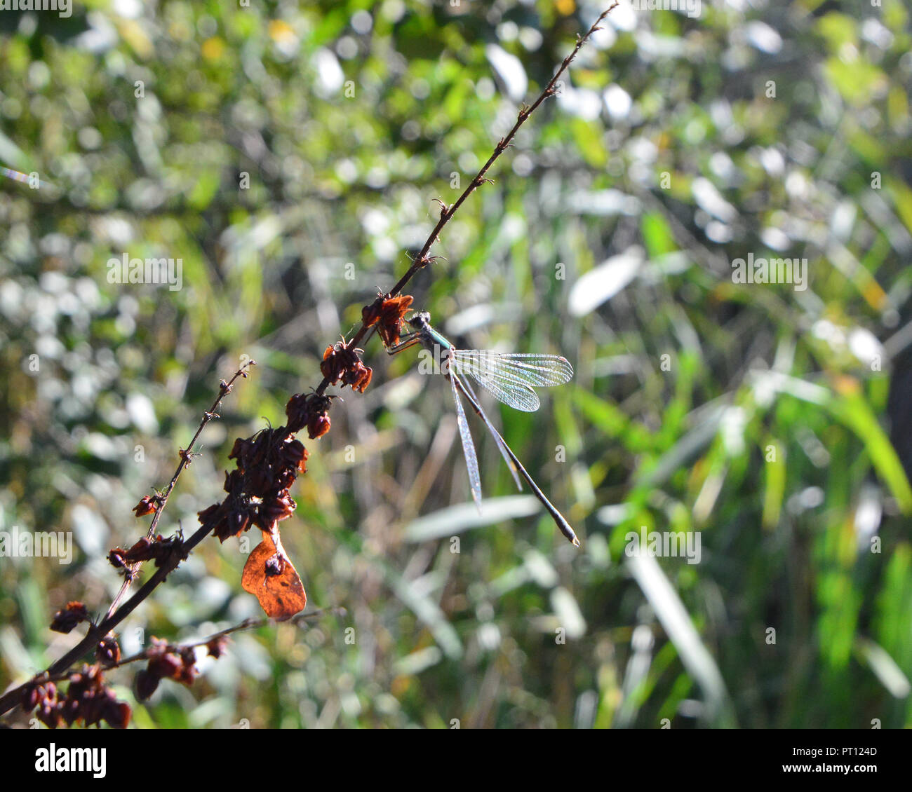 Damsel fly, Dragon fly, insects, Animal, wildlife, nature Stock Photo ...