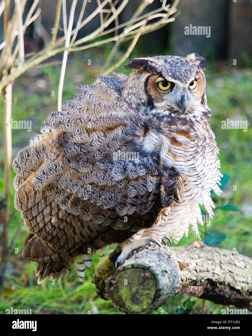 Owl perch hi-res stock photography and images - Alamy