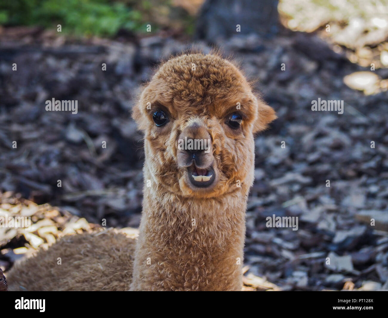 Alpaca head hi-res stock photography and images - Alamy