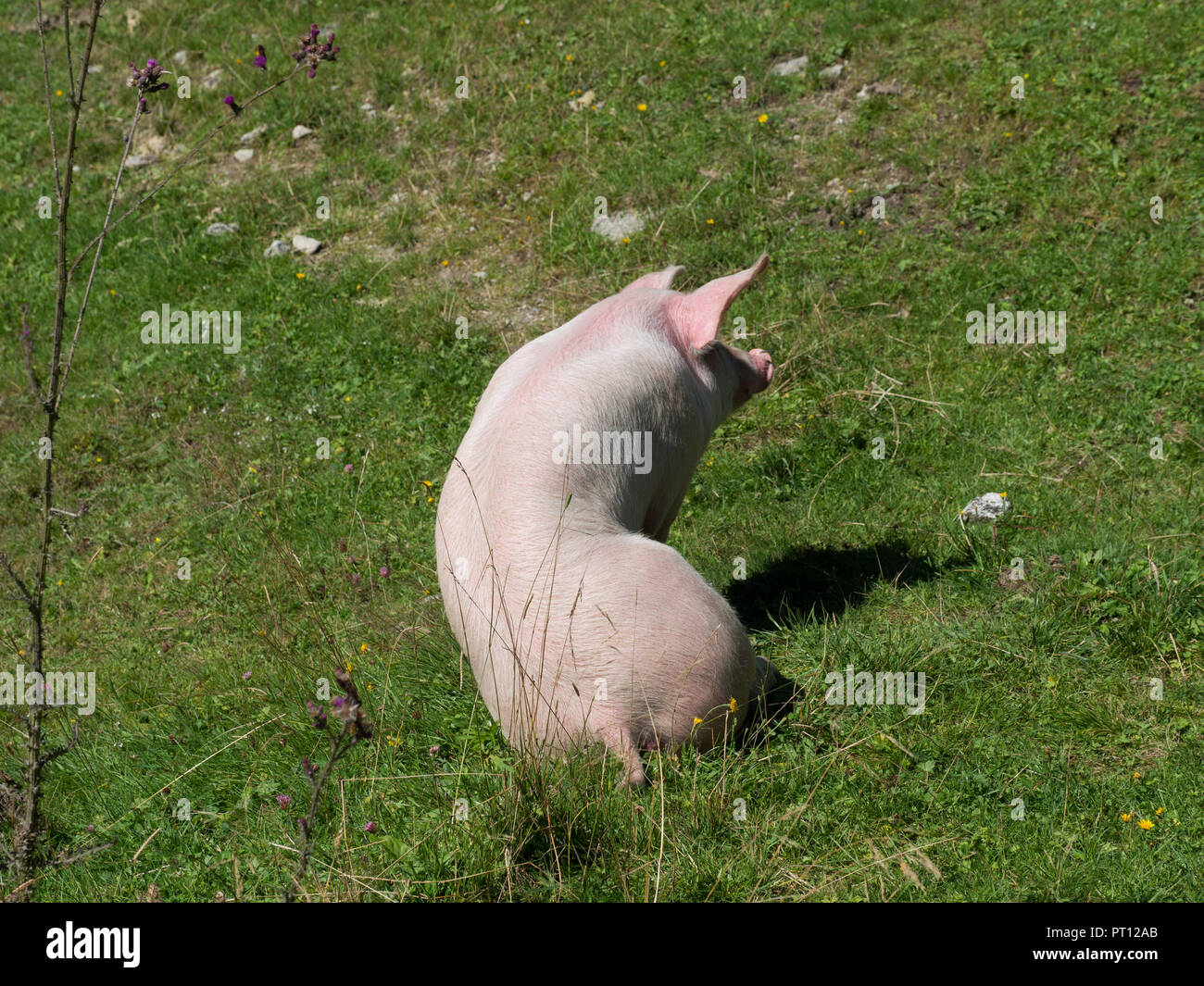 Sitting pig hi-res stock photography and images - Alamy