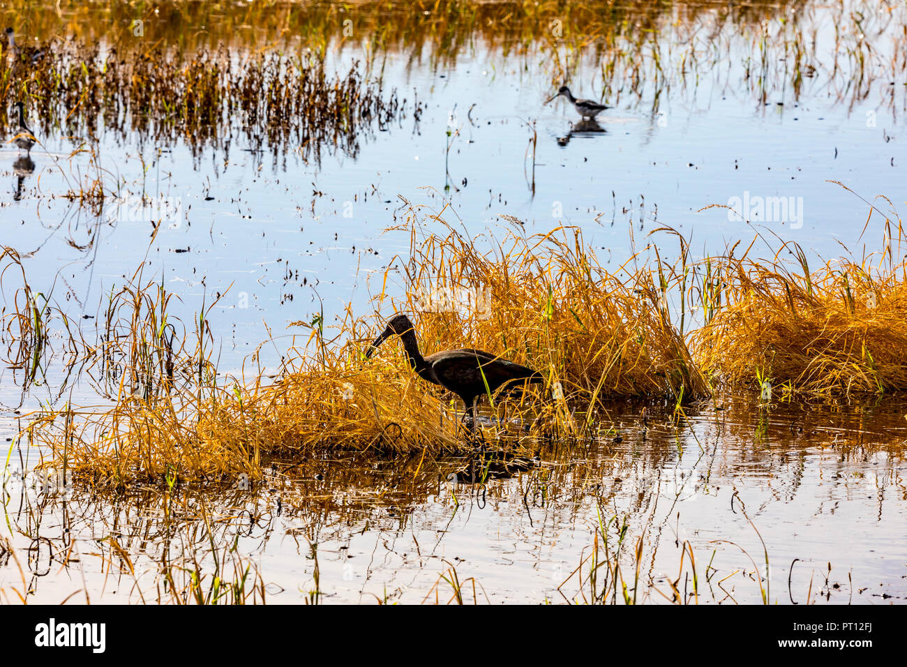A White Faced Ibis,(Plegadis chihi)At the Merced National Wildlife ...