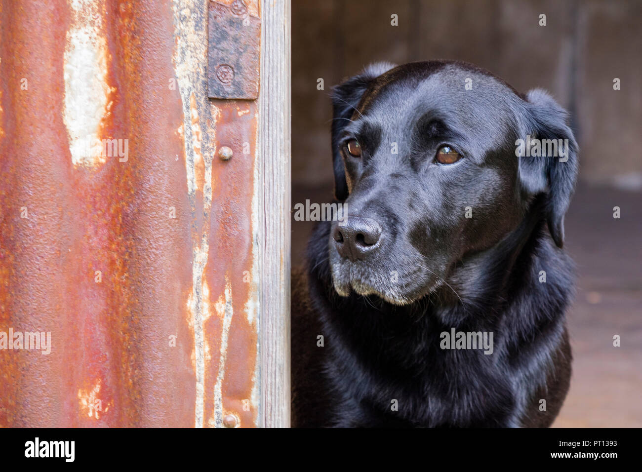 Black labrador male hi-res stock photography and images - Alamy