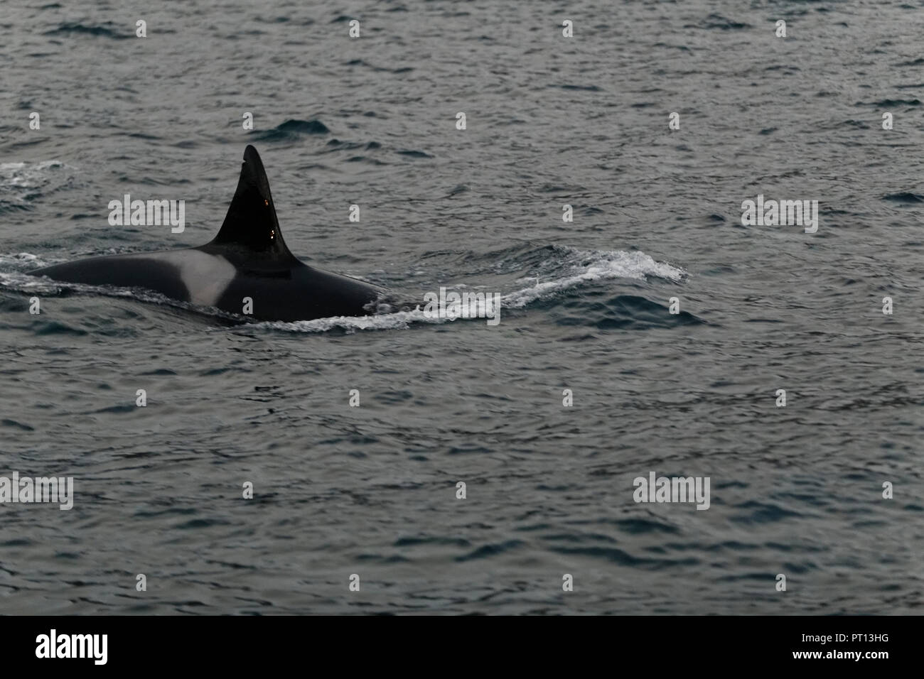 orca or killer whale, Orcinus orca, Tromso, Norway, Atlantic Ocean ...