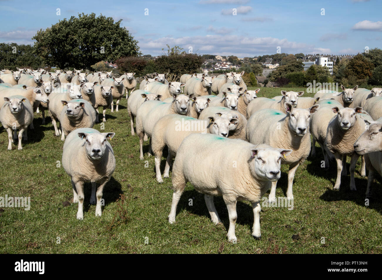 Texel sheep hi-res stock photography and images - Alamy